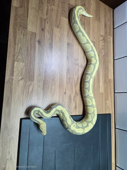 Hypo Cypress Enchi Fire (Rene Line) Ball Python by GeneticS