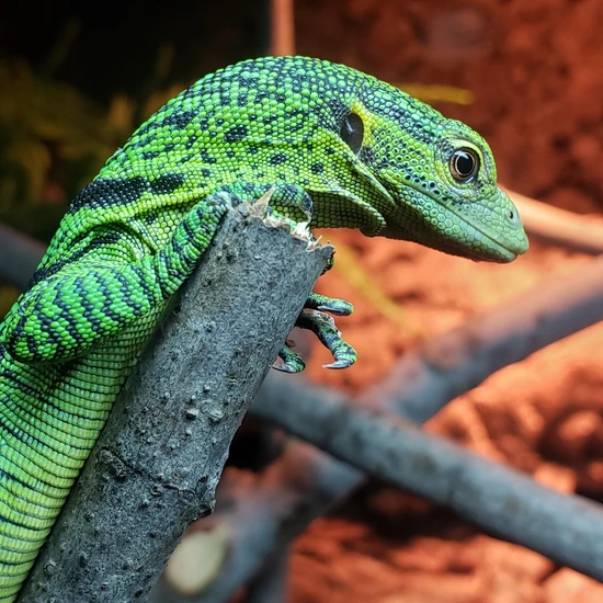 CBB USA By Us* Green Tree Green Tree Monitor by Selected_Genetics
