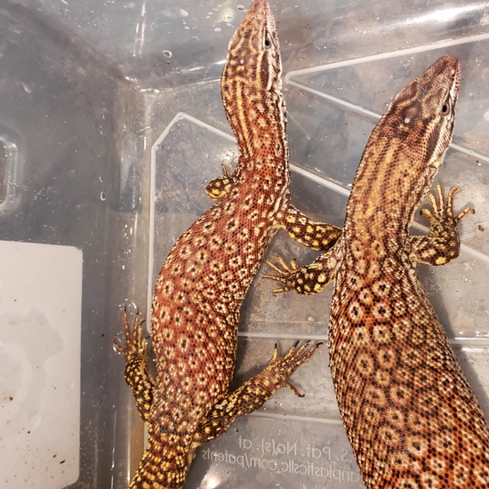 2yr Red Ackie Pair- SALE Till 1-1 Ackie Monitor by Selected_Genetics