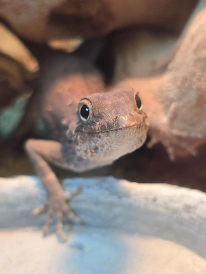 Rare Red Male Scorpion-tailed Gecko / Pristurus Carteri by Derpy.herps