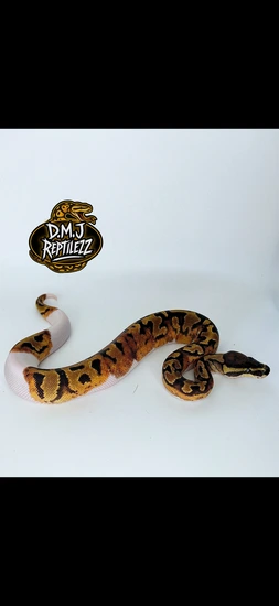 Pied Het Monsoon ! KRAZY MARKERS FREE SHIPPING Ball Python by D.M.J ...