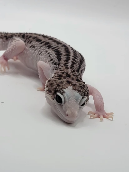Super Galaxy Hyper Axanthic Pied Leopard Gecko by After Hours C&C