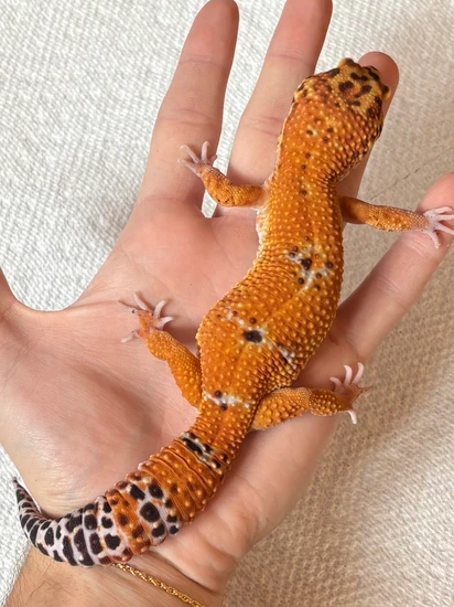 Purple Head Leopard Gecko by The Untamed Reptiles