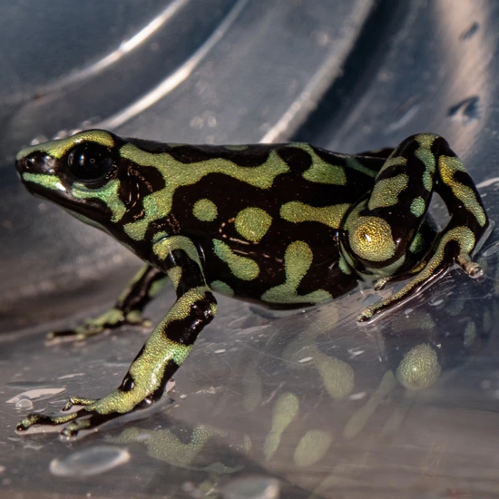 Dendrobates Auratus Reticulated Green and Black Dart Frog by Pick Your ...