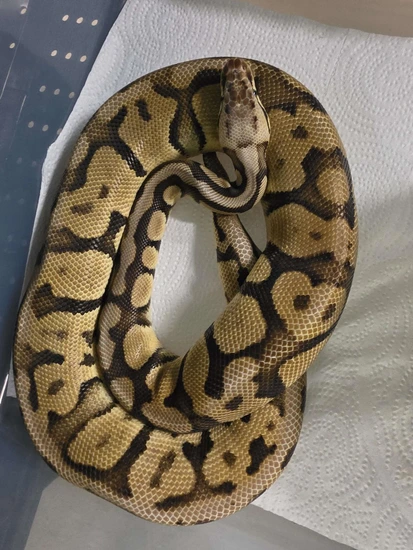 Gene Ball Python by Second-Hand Serpents Reptile Rescue