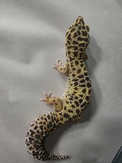 Julie Leopard Gecko by Second-Hand Serpents Reptile Rescue