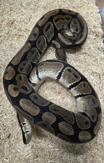 Joker Ball Python by Second-Hand Serpents Reptile Rescue