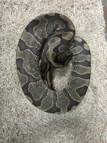Macchiato Ball Python by Second-Hand Serpents Reptile Rescue