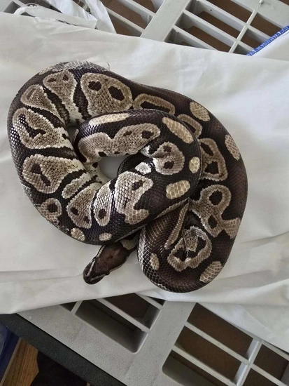 Skeeter Ball Python by Second-Hand Serpents Reptile Rescue