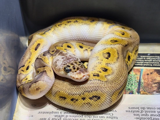 Bongo Pastel Clown Ball Python by Selectively Bred Serpents