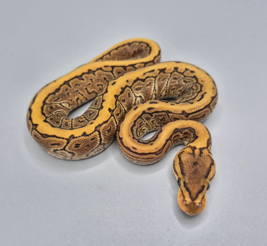 🇨🇦Pinstripe Yellow Belly Special Het Clown🇨🇦 Ball Python by Selectively ...