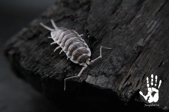 10+ Porcellio Hoffmannseggi Isopod by Mystical Dragons