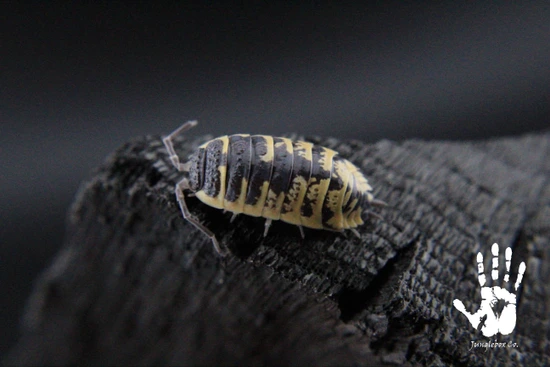 10+ Porcellio Ornatus High Yellow Isopod by Mystical Dragons