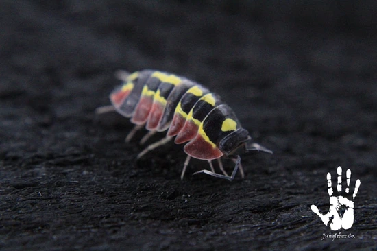6+ Merulanella Red Diablo Isopod by Mystical Dragons