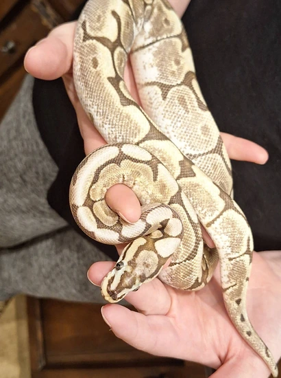 Spider Fire/vanilla Ball Python by Young Serpents