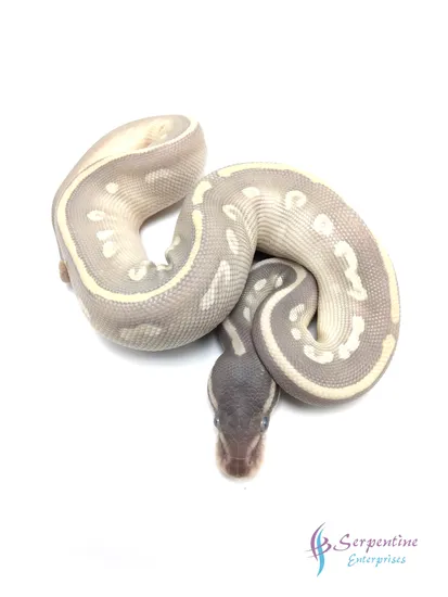 Mystic Potion Ball Python by Serpentine Enterprises