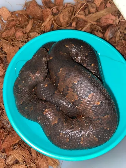 High Red Viper Boa More Boa by Serpent Source LLC