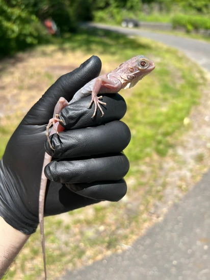 Purple Translucent Iguana Green Iguana by Serpent Source LLC