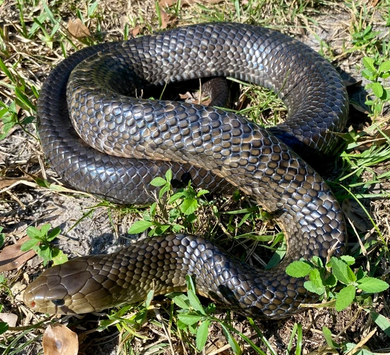 1.1 Texas Indigo (Drymarchon Erebennus) Cribo & Indigo Snakes by ...