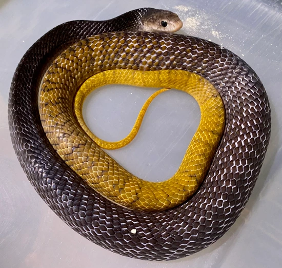 Drymarchon Corais (Yellow-tailed Cribo) Cribo & Indigo Snakes by ...