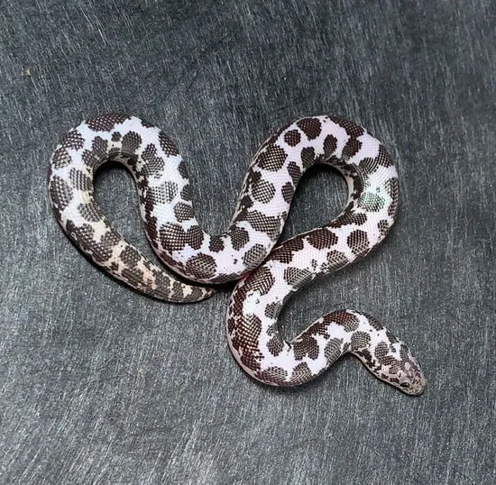 Sand Boa, Reduced Pattern Anery Kenyan Sand Boa by Wag Fam Herps