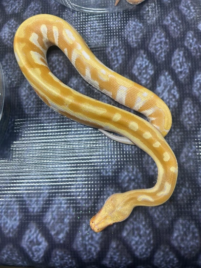 T- Albino Blood Python by Hurst Reptiles