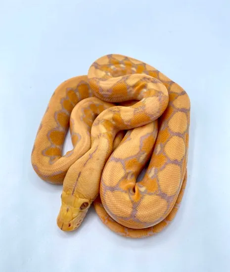 Platinum Purple Albino Reticulated Python by Seven Meter Serpent Company