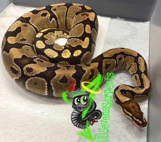 Sulfur Mario Het Clown Ball Python by Sevens Serpents