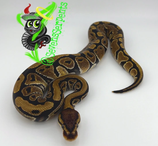 Marvel DH DG/Clown Ball Python by Sevens Serpents