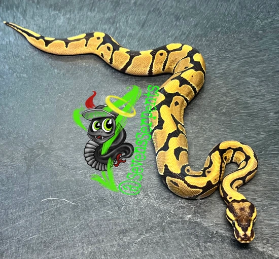 Sulfur Mario Pos Super Het DG 50% Het Clown/Hypo Ball Python by Sevens ...