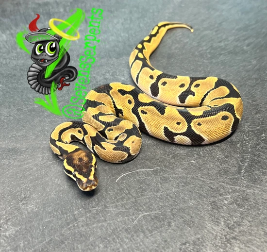 OD Mario 66% Het DG Ball Python by Sevens Serpents