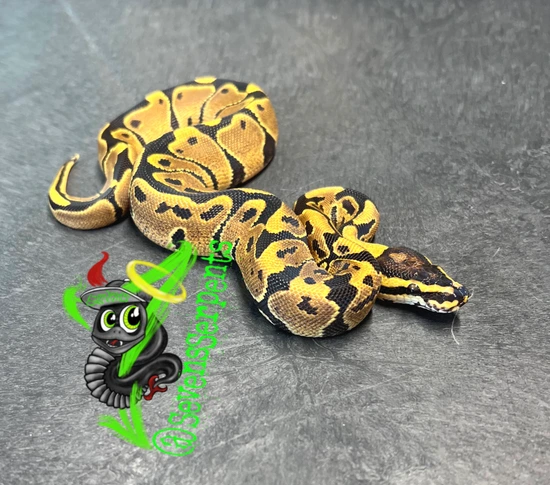 OD YB Super Mario 66% Het DG Ball Python by Sevens Serpents
