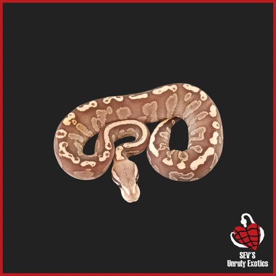 Black Pastel / Fire / GHI / 50% Het Clown Ball Python by SEV'S Unruly ...