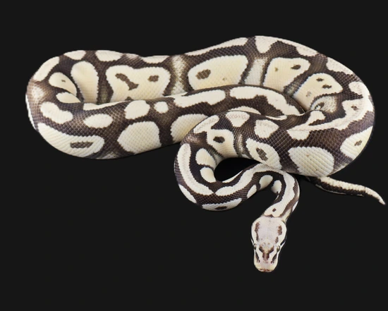 Pastel (Blackhead) Deset Ghost DH Clown Genetic Stripe Ball Python by ...