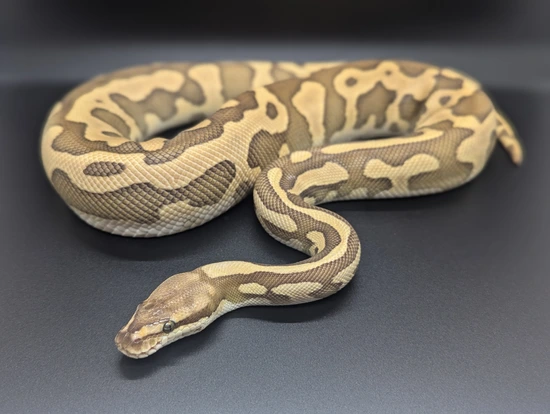 Leopard Lesser Blade Het Clown Ball Python by CC Exotics