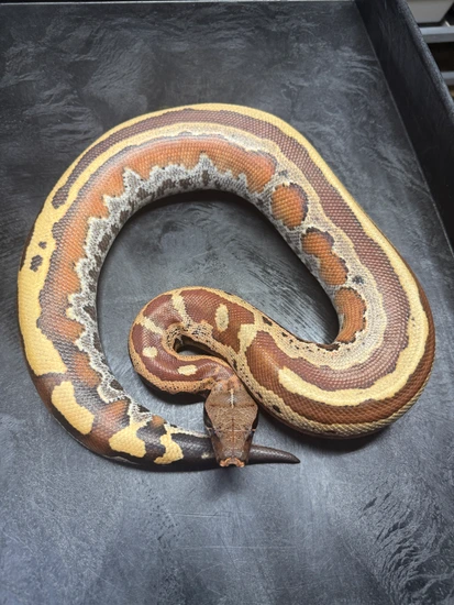 CBE Stripe 66% Het T Positive Albino Blood Python by Sfreddo's Serpents