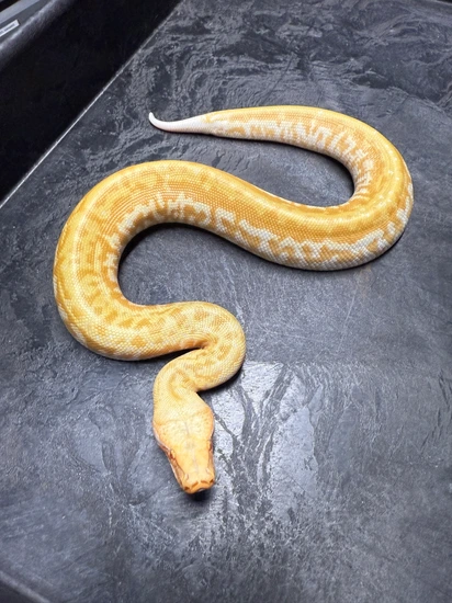 T-Negative Albino Batik Blood Python by Sfreddo's Serpents