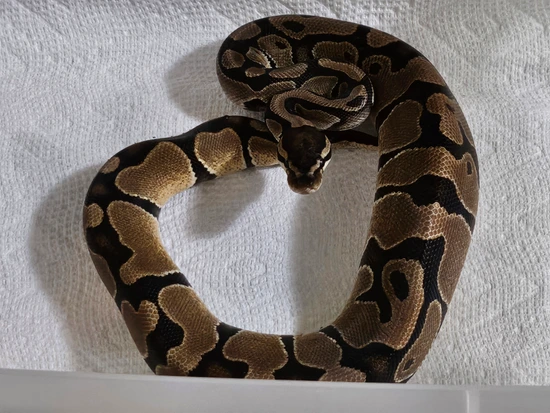Het Sunset Ball Python by Bailey's Northern B.P.
