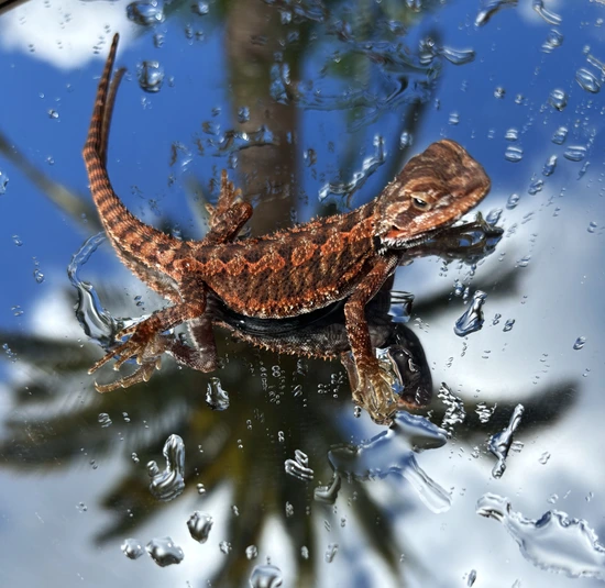 75% Red Monsters Central Bearded Dragon by Shadow's Reptiles