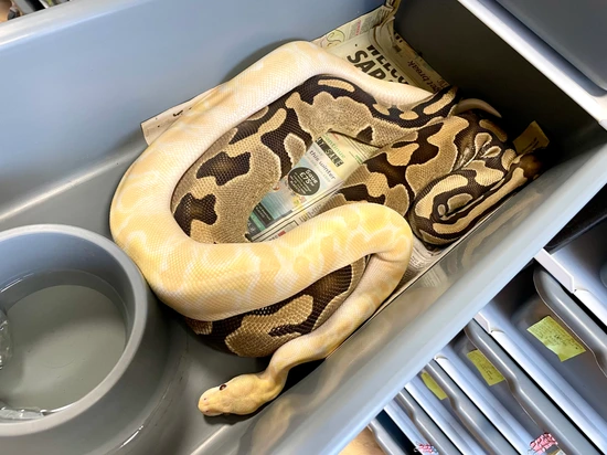 Clown Lavender Albino Pied Project For Sale Ball Python by Sham Ball ...