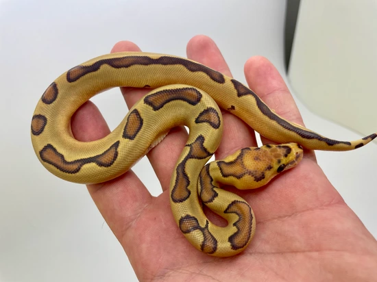 Enchi Hypo Clown Ball Python by Sham Ball Pythons