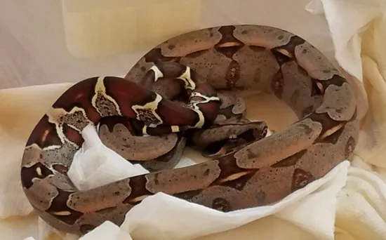 CBB Surinam BCC Red Tail True Red-Tailed Boa Constrictor by SKR