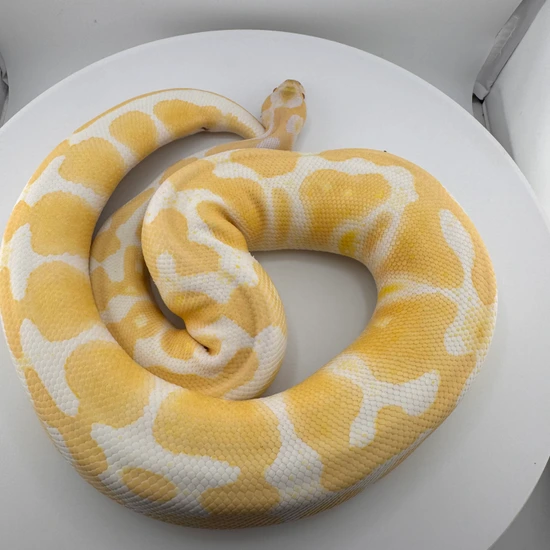 Enchi Albino Ball Python by Morphalicious ballz