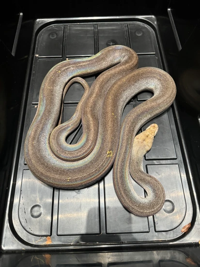 Super Motley Pos Het Albino *Free Shipping * Reticulated Python by ...