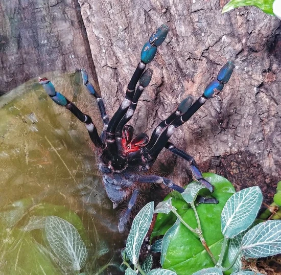 Phormingochilus Sp "Akcaya" Tarantula by Venom Hub
