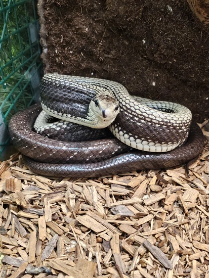 Jansen's Rat Snake More Colubrid by VLD Exotics