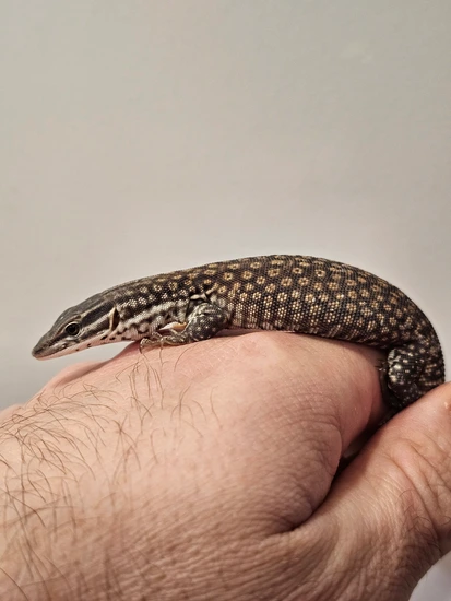 Red Ackie Monitor by VLD Exotics