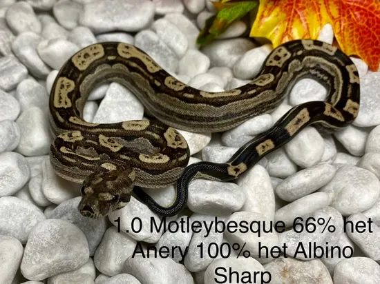 Motleybesque Het Albino Sharp 66% Het Anery Boa Constrictor by Sharp ...