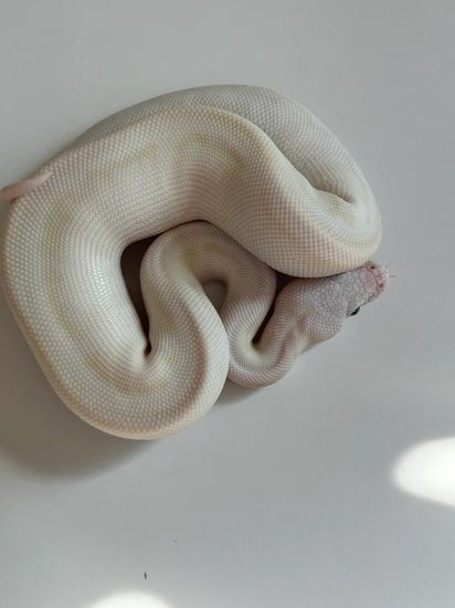 Karma Clown Ball Python by Sharpies Snakes