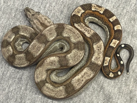 Fire Inca Het Sharp Snow Boa Constrictor by Kevin Hasley
